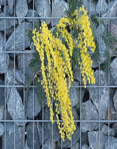 Welded Wire Mesh, GAW, 16 gauge, 1/2"x1" mesh, 18"x100' (SKU: PG165118)